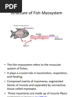 Fish Muscular System Overview | PDF | Skeletal Muscle | Fish