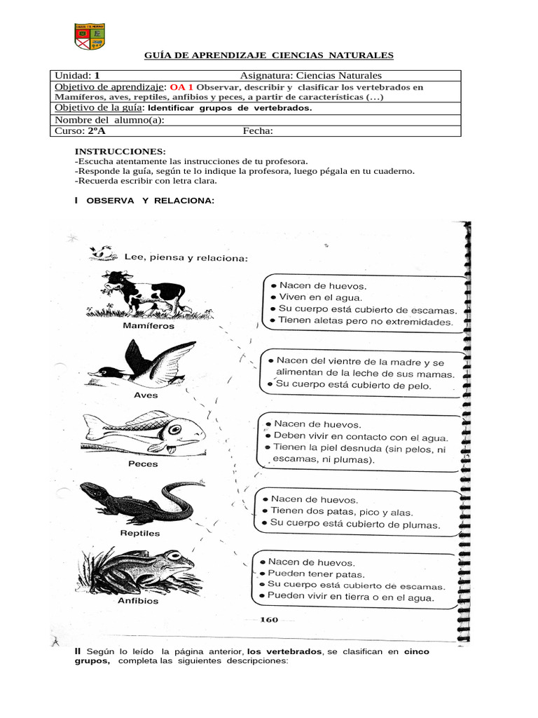 Guia de Grupos de Animales Vertebrados | PDF