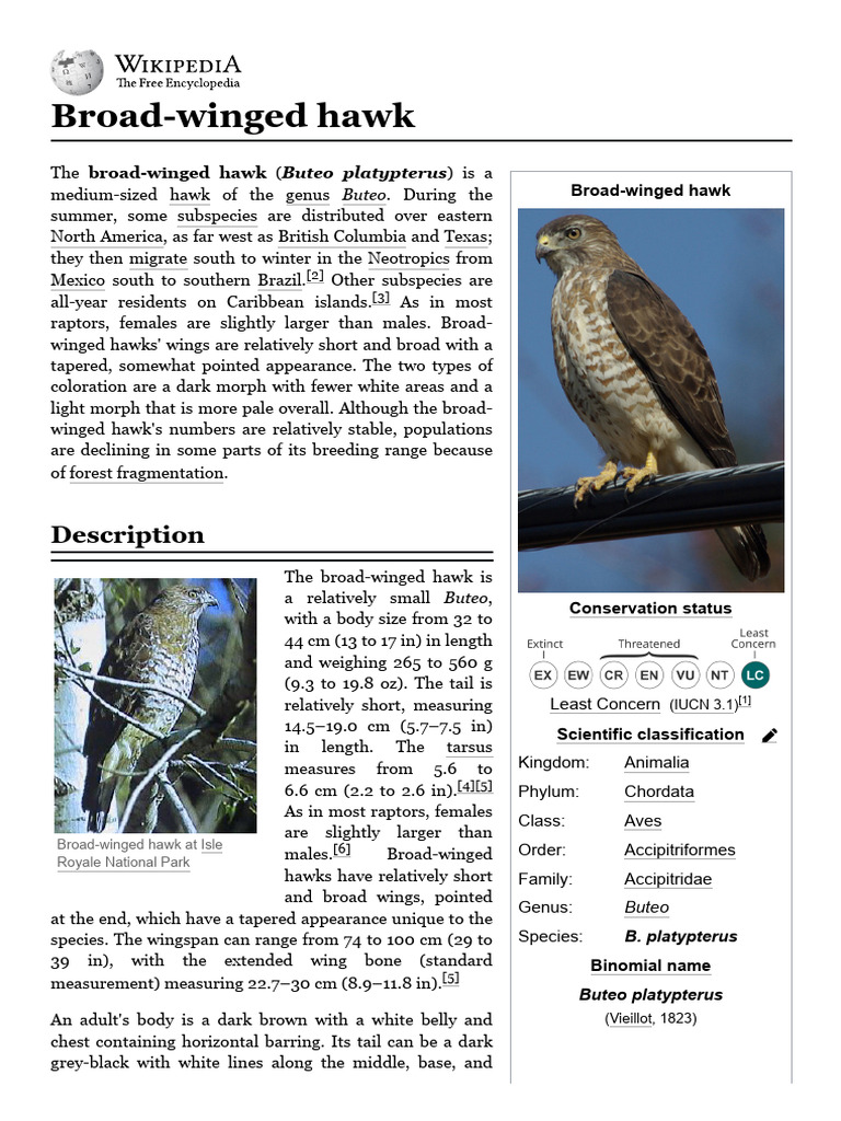 Broad-Winged Hawk - Wikipedia | PDF | Birds | Zoology
