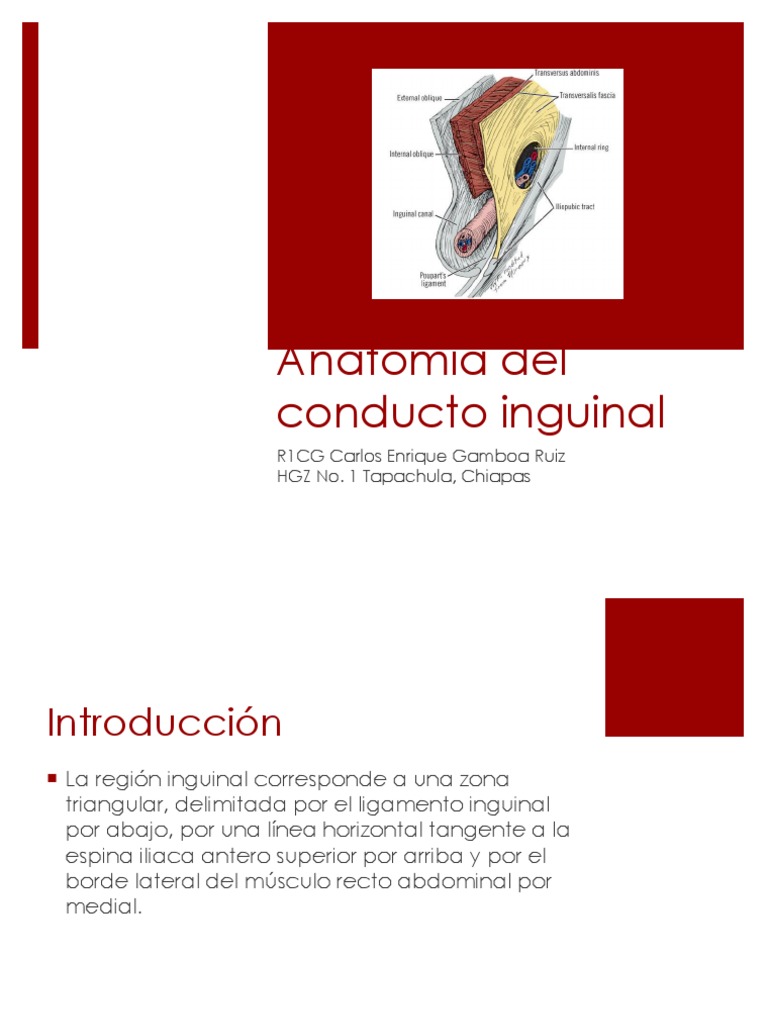 Conducto Inguinal ANATOMIA | PDF | Abdomen | Tejido suave