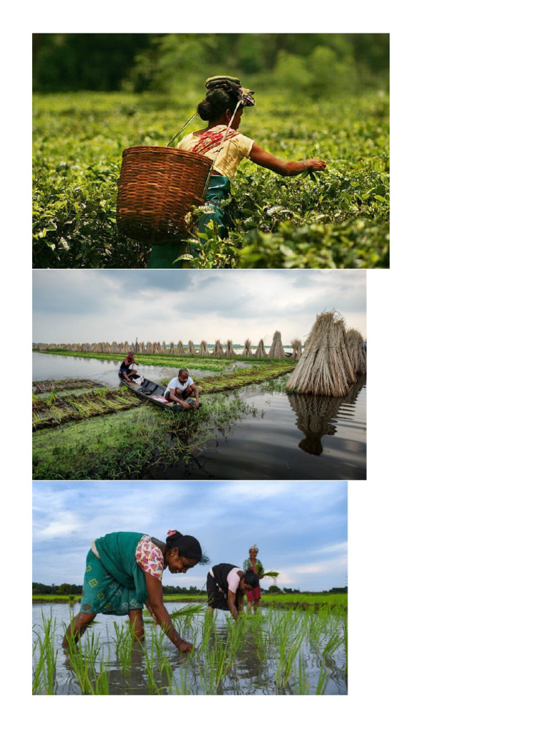 Major Crops of Andhra Pradesh | PDF | Agriculture | Crops