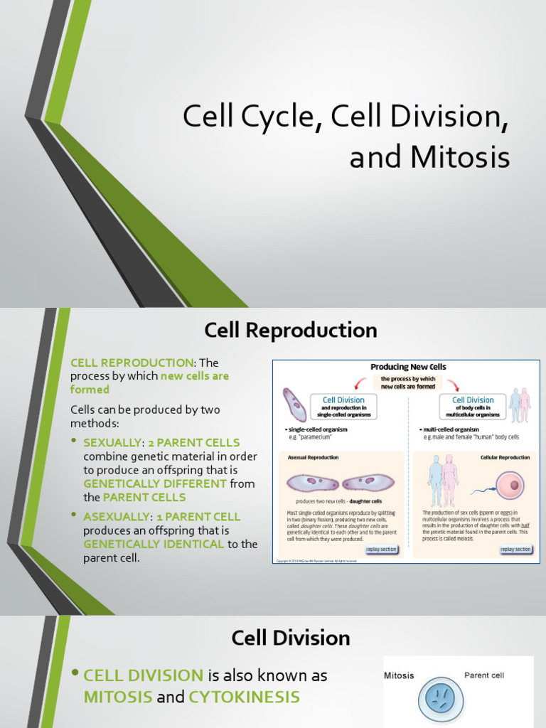 04.0 Cell Cycle and Mitosis | PDF | Mitosis | Chromosome