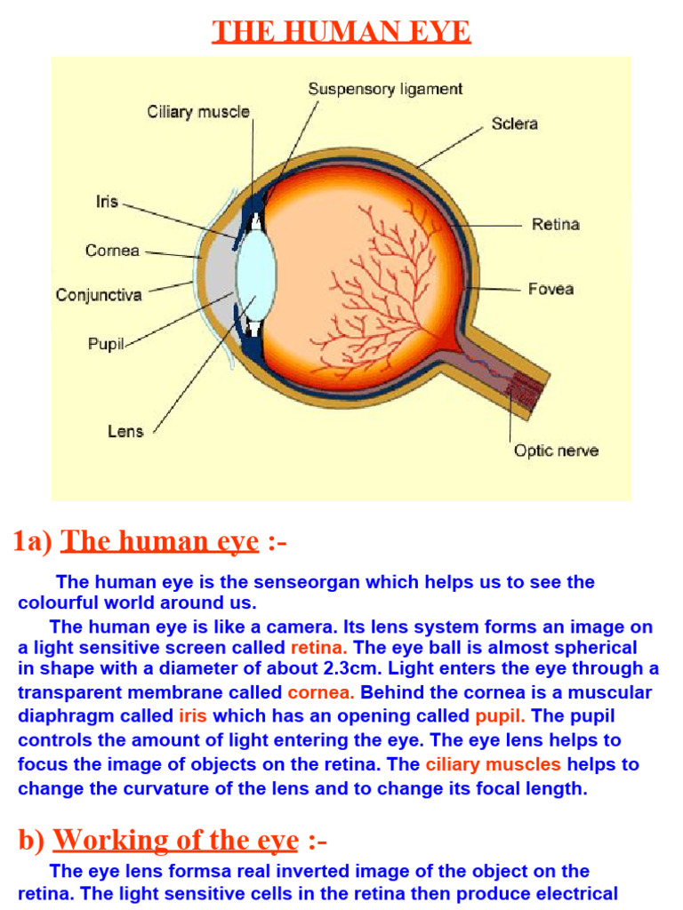 Understanding the Human Eye and Vision | PDF | Eye | Sunset
