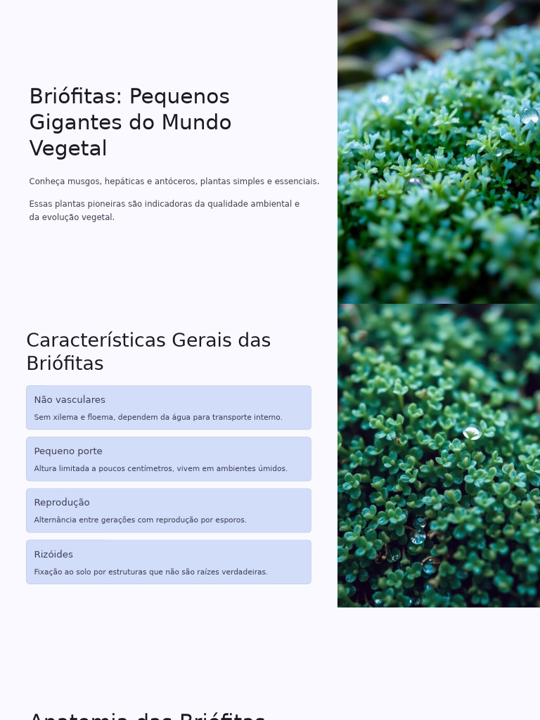 Briofitas-Pequenos-Gigantes-do-Mundo-Vegetal | PDF | Musgo | Plantas