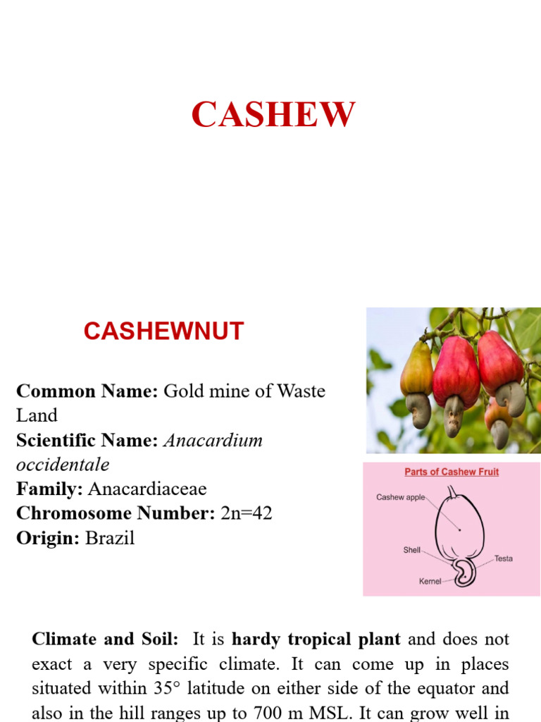 Expt 15 - Cashew | PDF | Botany | Plants