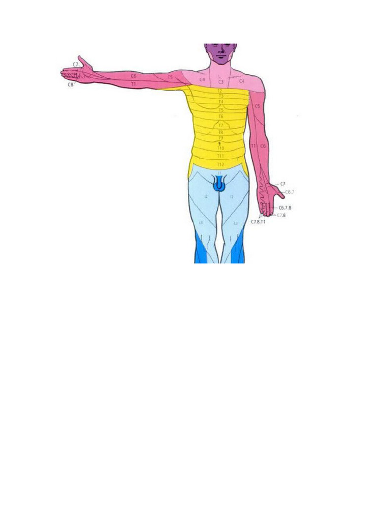 Dermatomas 2 | PDF