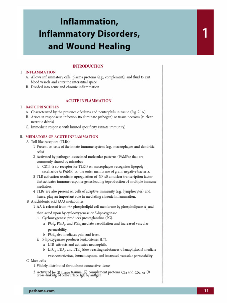 Inflammation and Wound Healing Overview | PDF | T Cell | T Helper Cell
