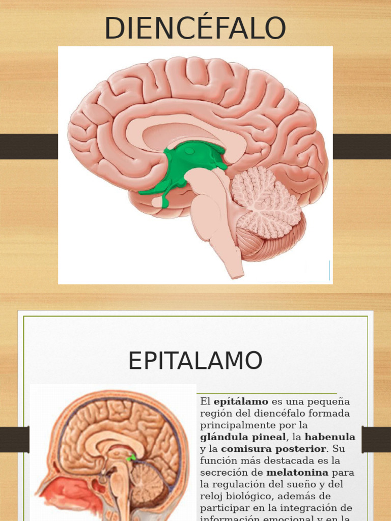 Diencefalo | PDF