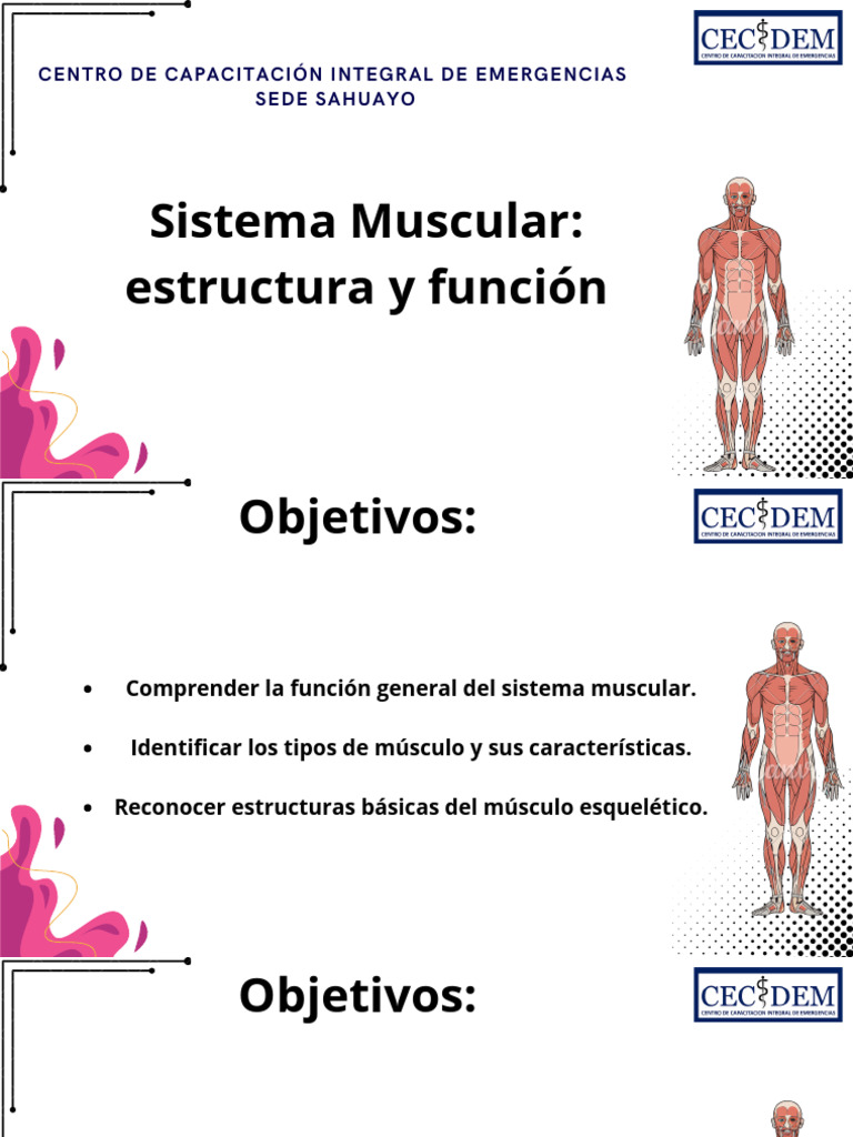 Sistema Muscular Estructura y Función | PDF | Músculo | Codo