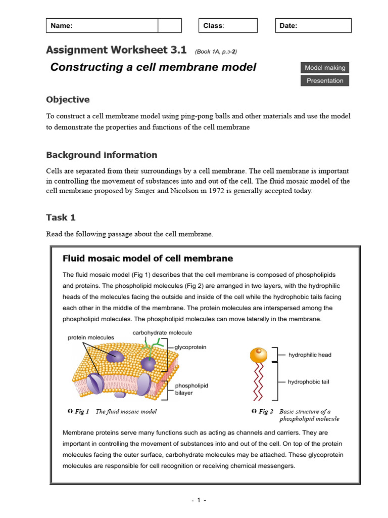 Ch.3 Assignment Worksheet | PDF | Cell Membrane | Phospholipid