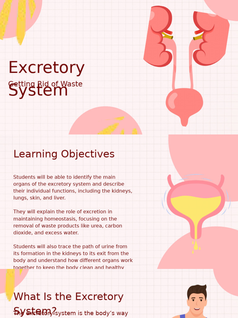 Understanding the Excretory System | PDF | Excretion | Anatomy