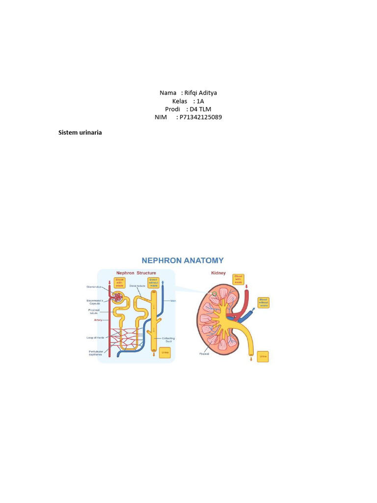 Fungsi dan Proses Sistem Urinaria | PDF