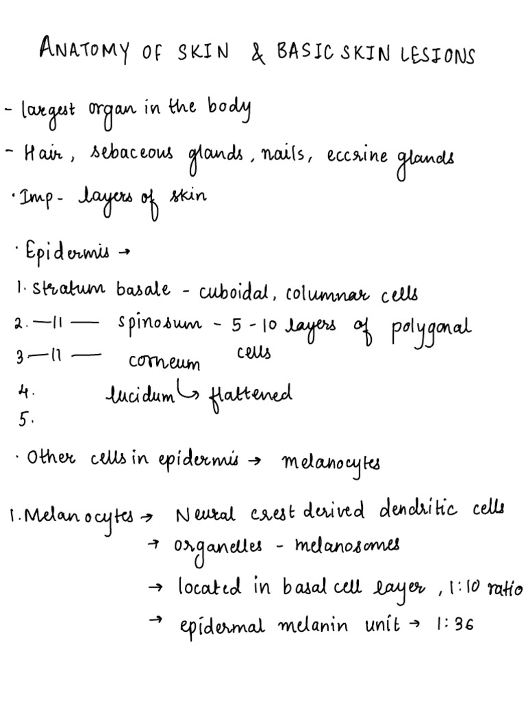 Dermat-Anatomy and Skin Lesions | PDF