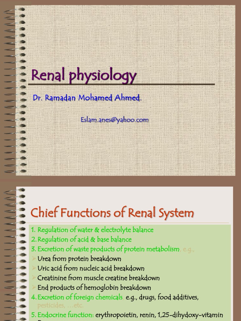 Renal Physiology | PDF | Kidney | Renal Function