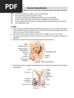 Class 12 Human Reproduction Notes | PDF | Menstrual Cycle | Testicle