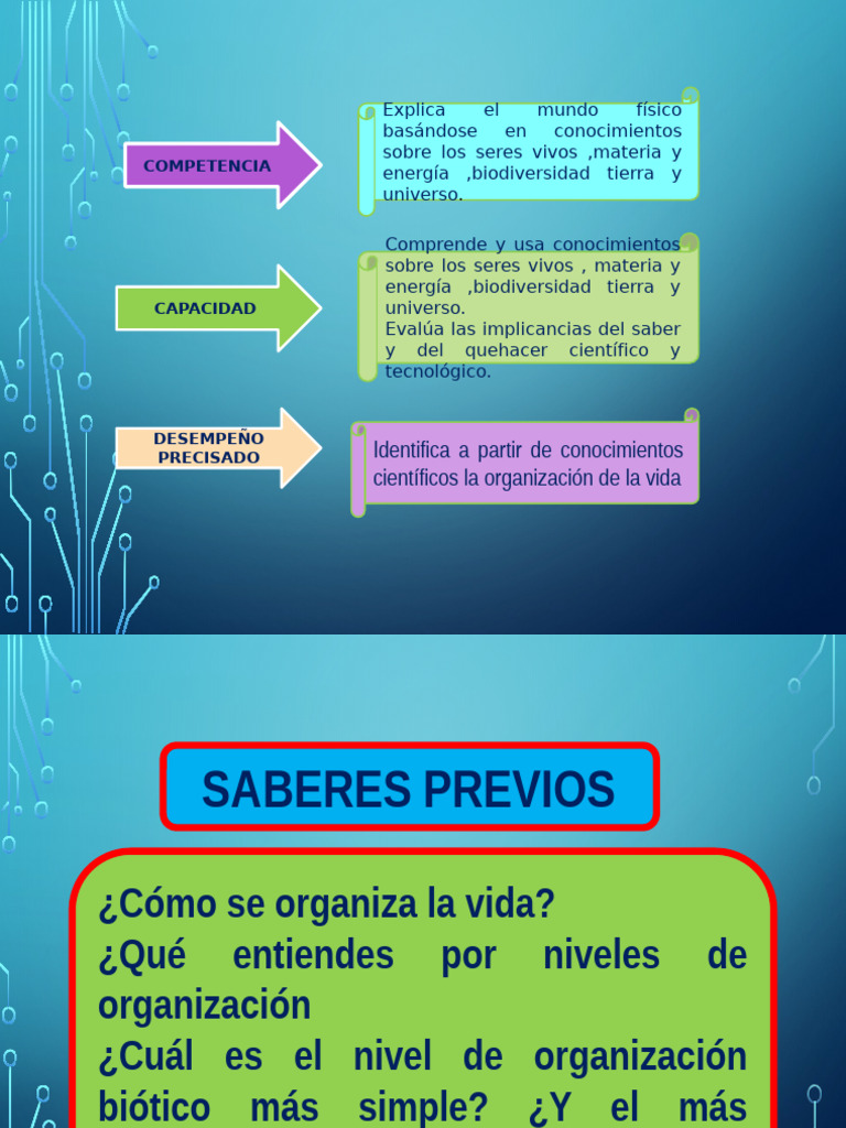 Tipos y Niveles de Organización | PDF