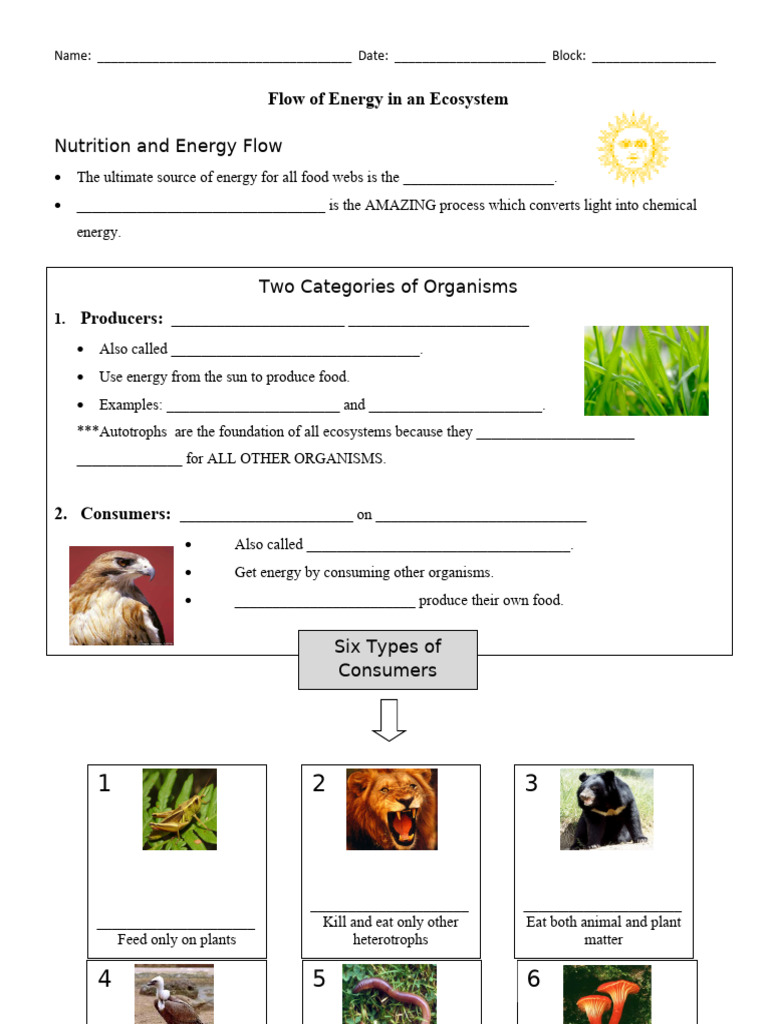 Energy Flow in Ecosystems Explained | PDF | Food Web | Systems Biology