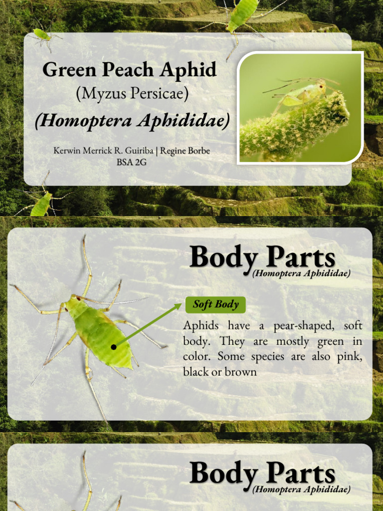 Green Peach Aphid | PDF | Pest (Organism) | Insects