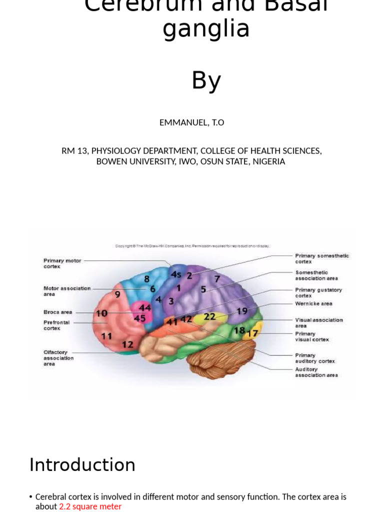 Cerebral Cortex and Basal Ganglia Overview | PDF | Cerebral Cortex ...