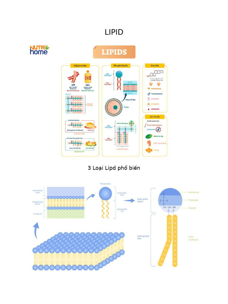 Lipid | PDF