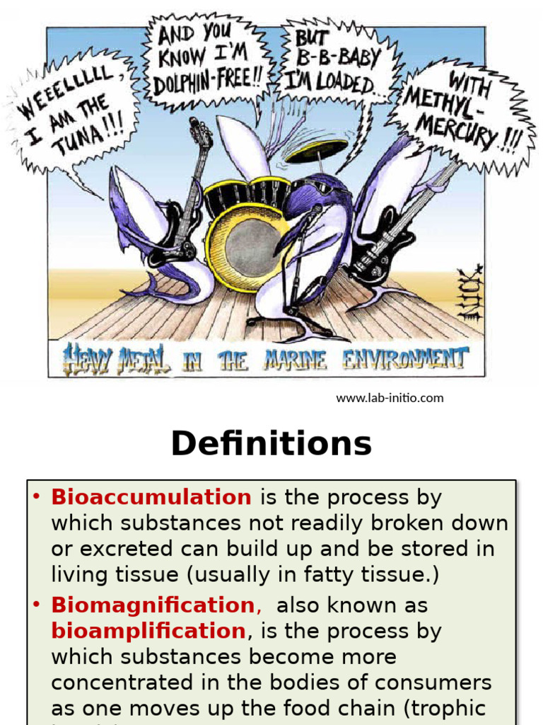 Bio Magnification | PDF | Environmental Science | Toxicology