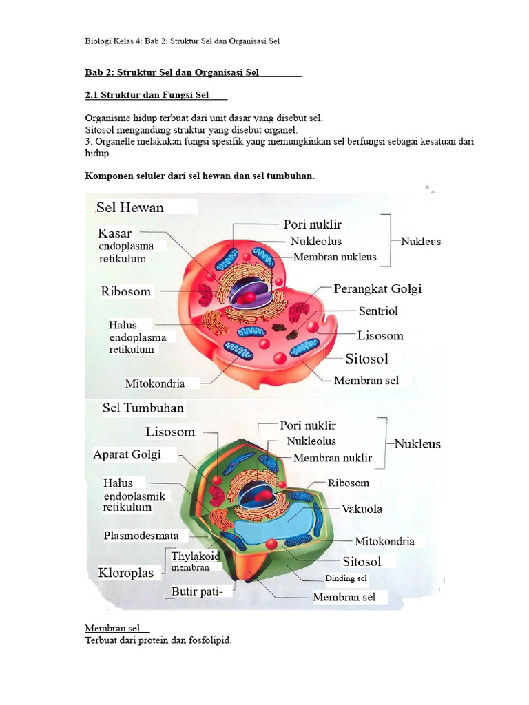 Struktur dan Fungsi Sel dalam Biologi Kelas 4 | PDF