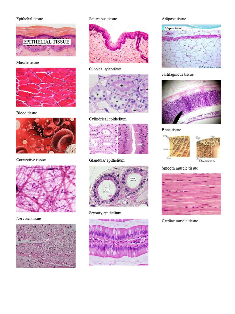 Epithelial tissue | PDF