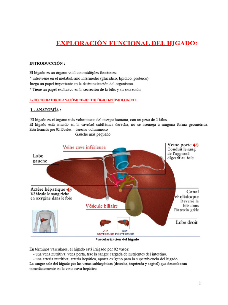 8-Exploración de La Función Hepática | PDF | Bilis | Digestión