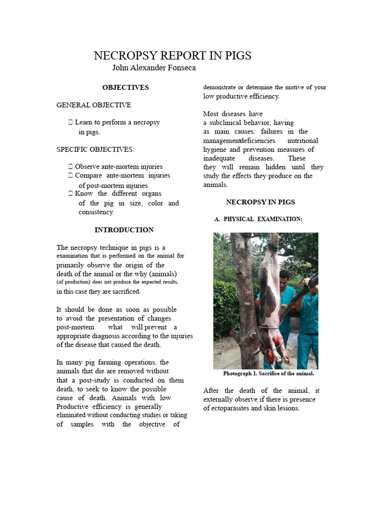 Pig Necropsy Report and Techniques | PDF | Autopsy | Death
