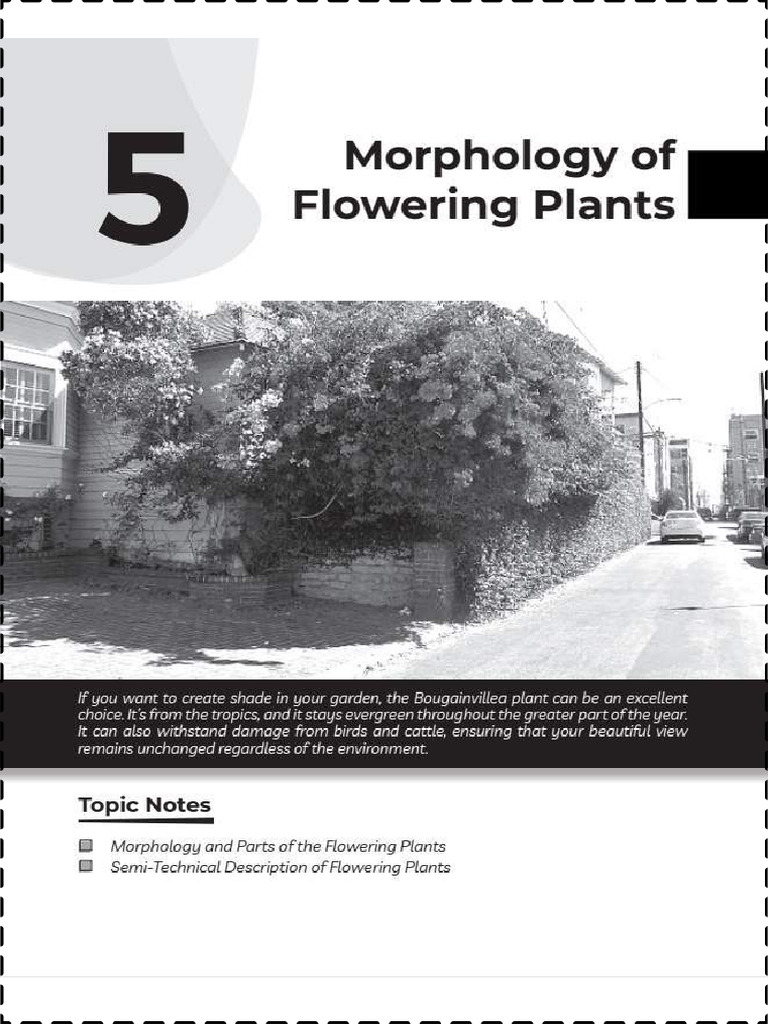 Class 11 Bio Study-Morphology | PDF