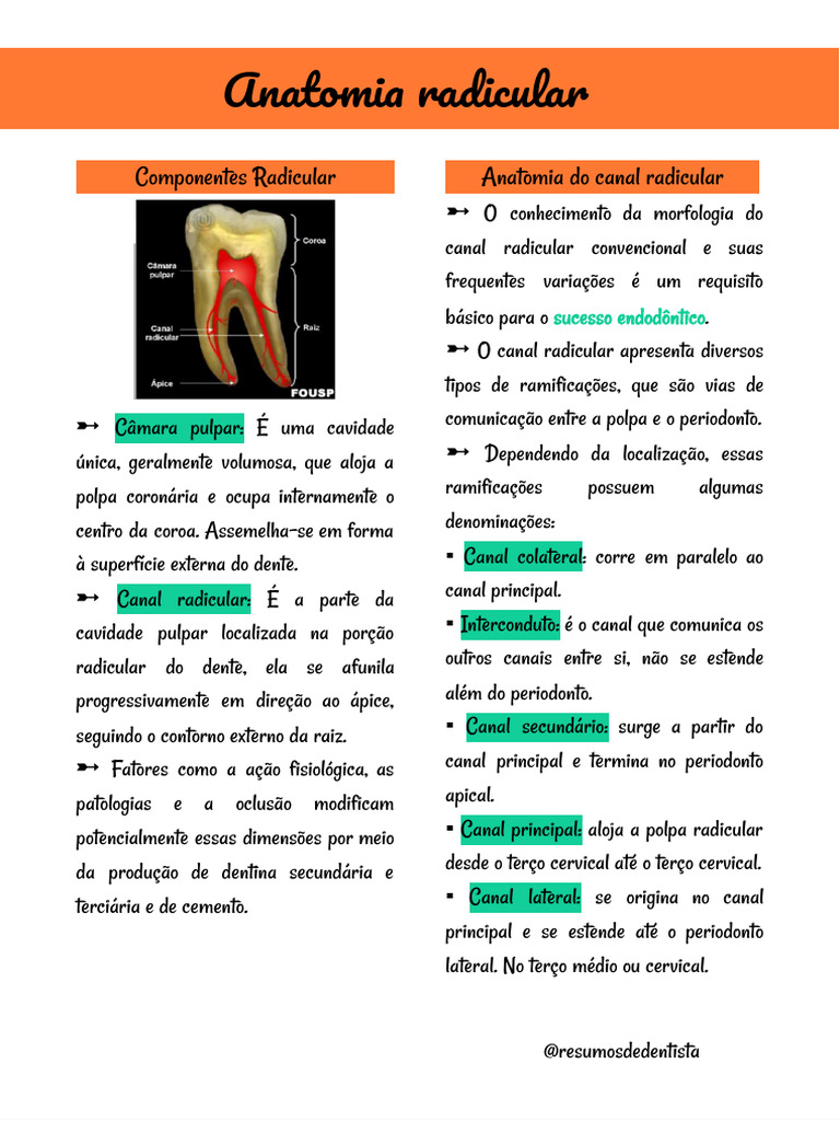Anatomia Radicular: Estruturas e Funções | PDF