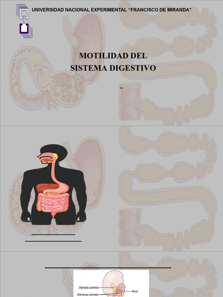 Motilidad Intestinal 2025 | PDF | Sistema digestivo humano | Digestión