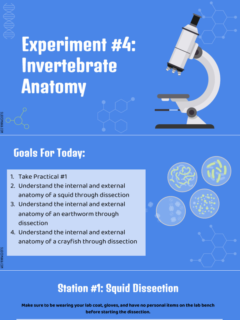 Experiment #4 - Invertebrate Anatomy | PDF | Digestion | Mollusca