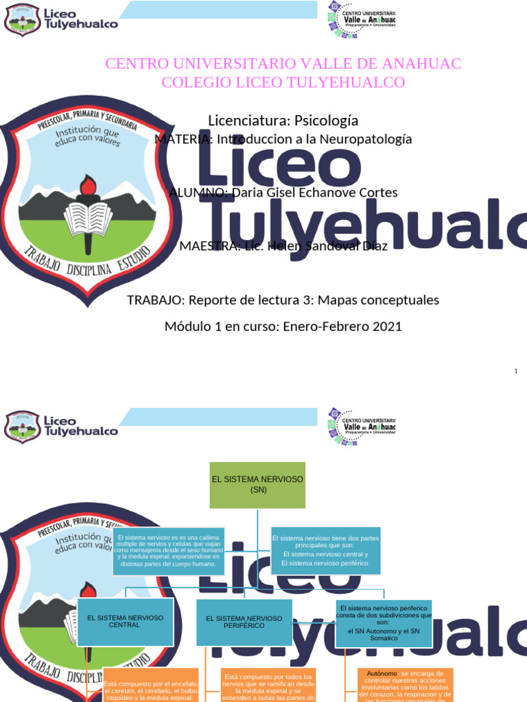 TAREA 3 - Mapas Conceptuales | PDF | Sistema nervioso | Meningitis