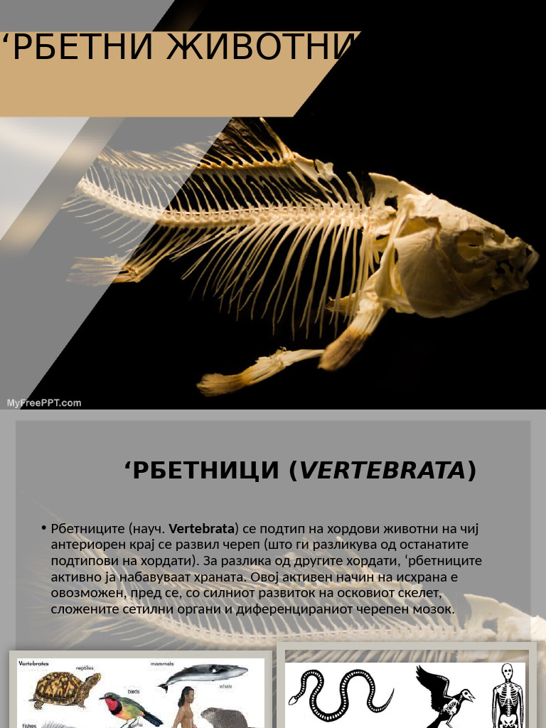 Rbetni Zivotni | PDF