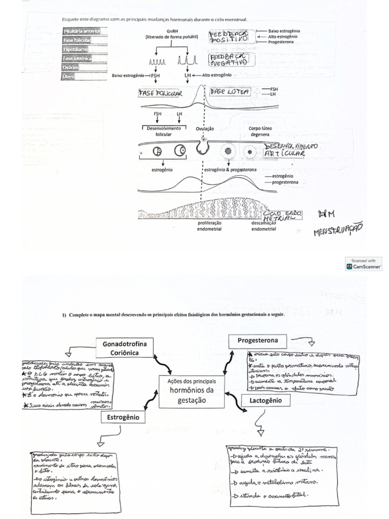 Atividade Ciclo | PDF