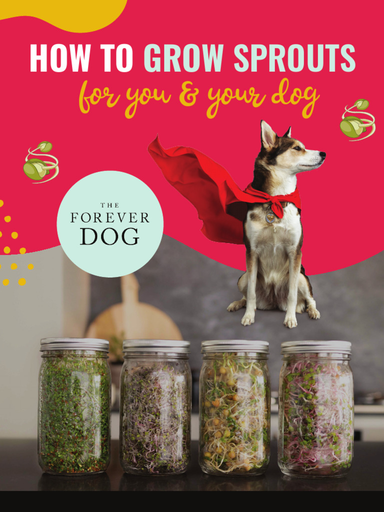 How to Grow Nutrient-Dense Sprouts | PDF | Nutrients