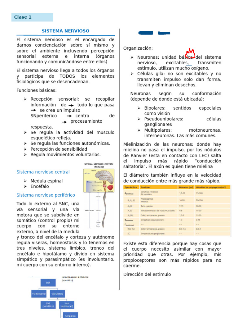 Funciones y Estructura del Sistema Nervioso | PDF | Neurona motora ...
