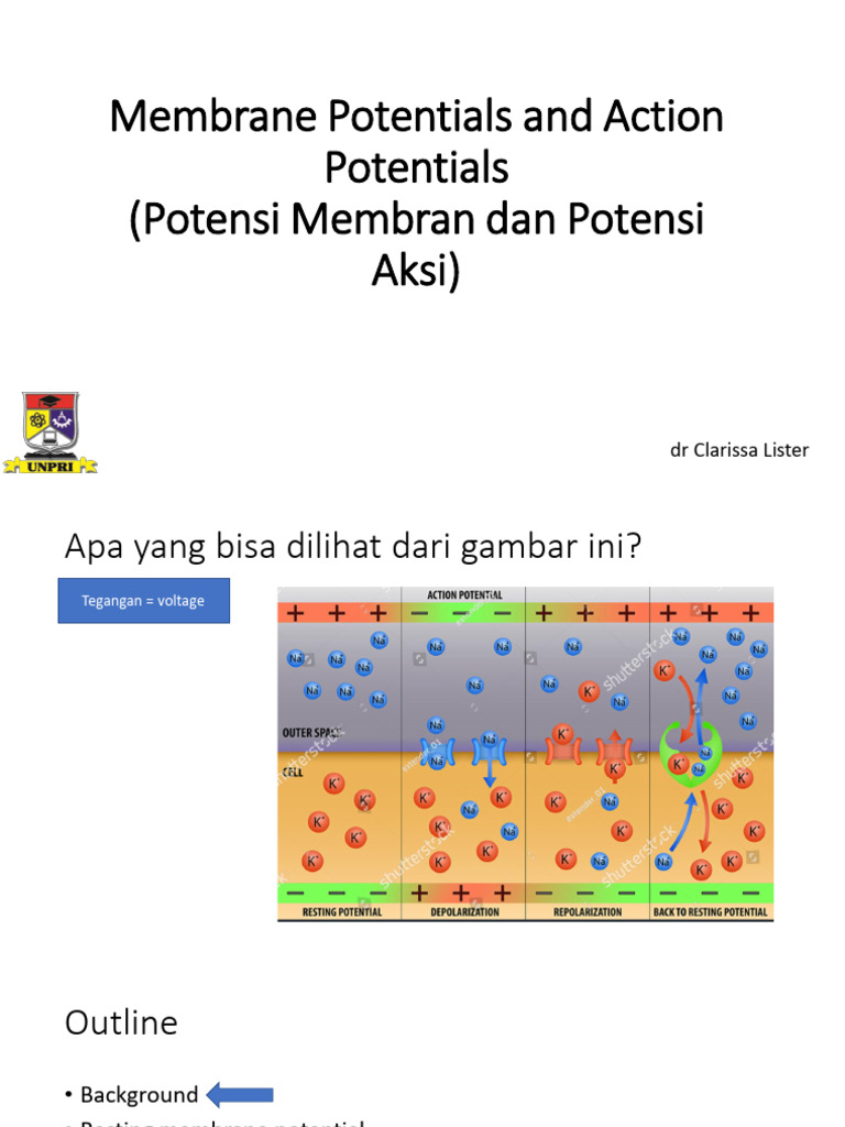 Understanding Membrane and Action Potentials | PDF | Action Potential ...
