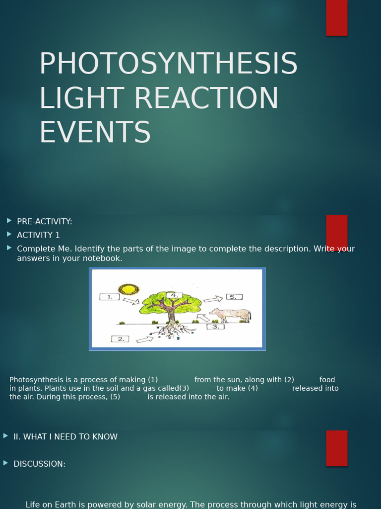 Gen Bio Report | PDF | Photosynthesis | Chloroplast