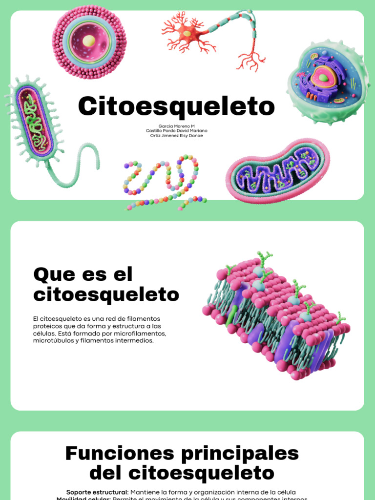 Funciones y Estructura del Citoesqueleto | PDF | Actina | Microtúbulos
