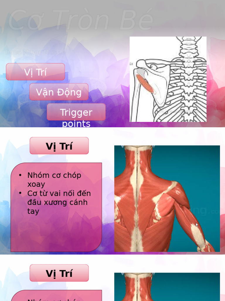 Cơ Tròn Bé | PDF