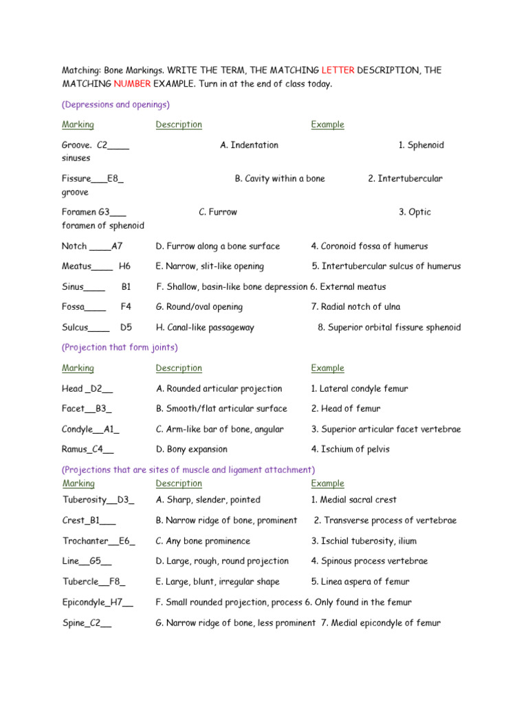 Bone Markings Matching Guide | PDF