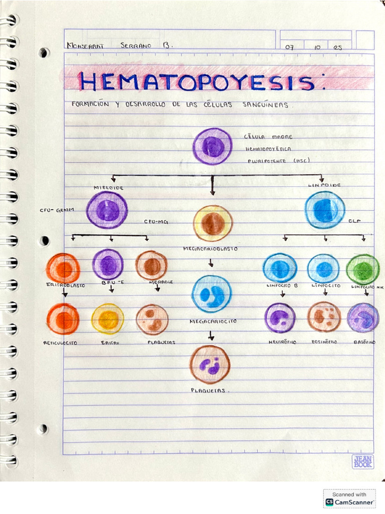 HEMATOPOYESIS SBM | PDF