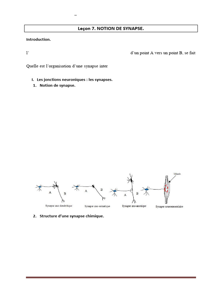 Notion de Synapse en S.V.T. | PDF | Synapse | Acétylcholine