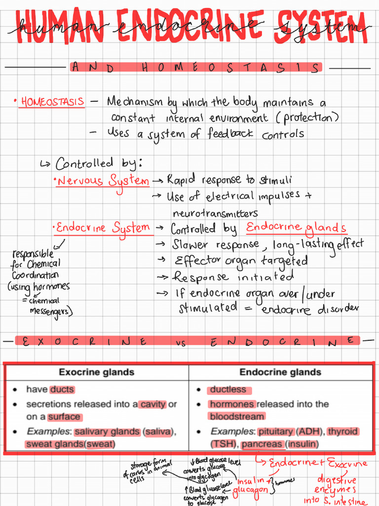 GR 12 Bio Endocrine System + Homeostasis | PDF
