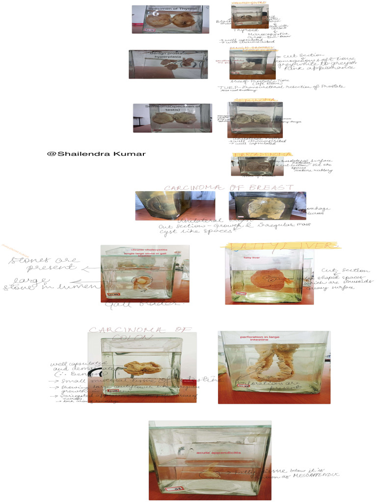 Patho Specimen Part 1 | PDF