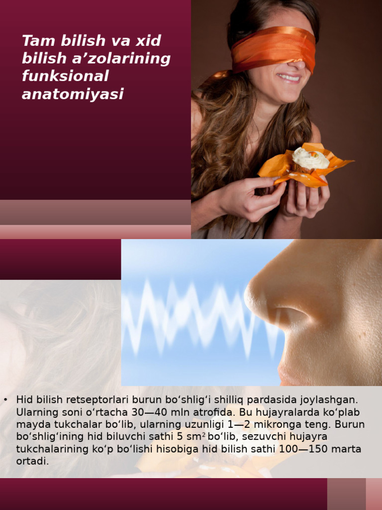 Tam Bilish Va Xid Bilish A Zolarining Funksional Anatomiyasi 2 | PDF
