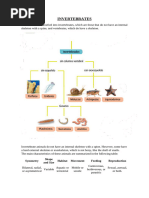 Invertebrate Classification Overview | PDF | Invertebrate | Biology