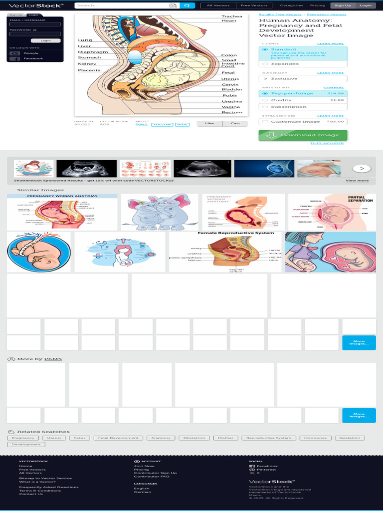 Human Anatomy Pregnancy and Fetal Development Vector Image | PDF ...